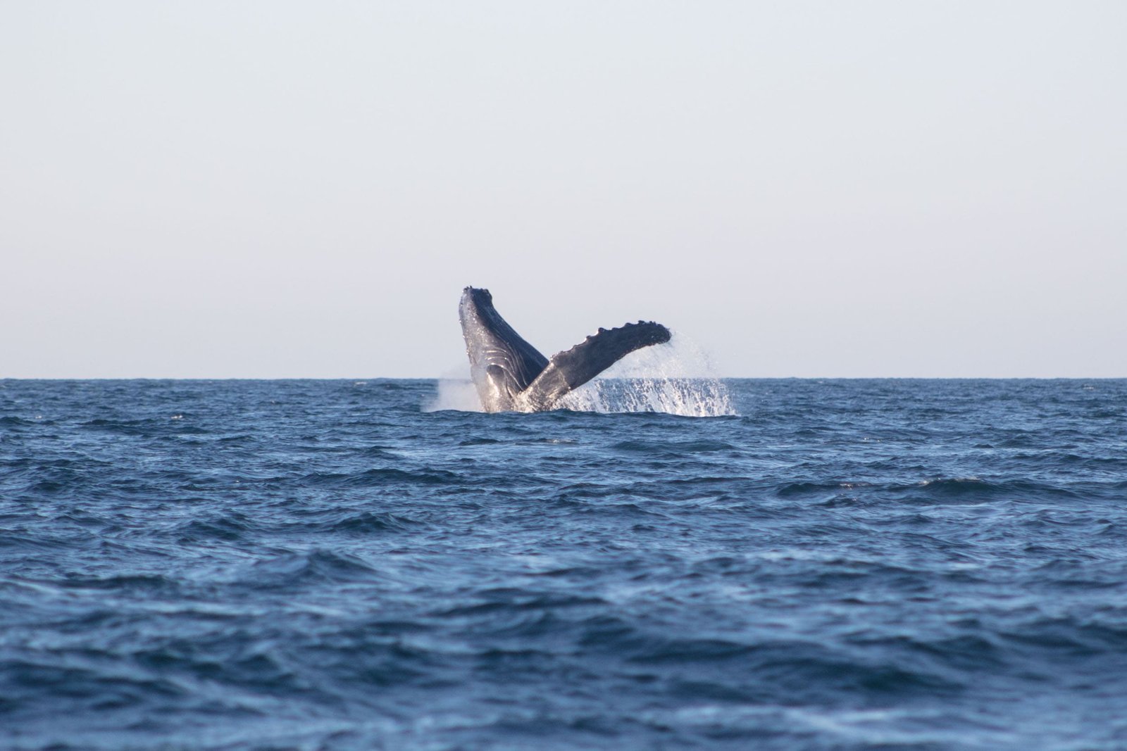 5 Lugares En Baja California Sur Para El Avistamiento De Ballenas ...